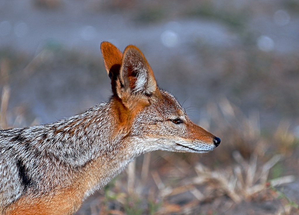Enrique Monreal » Canidos